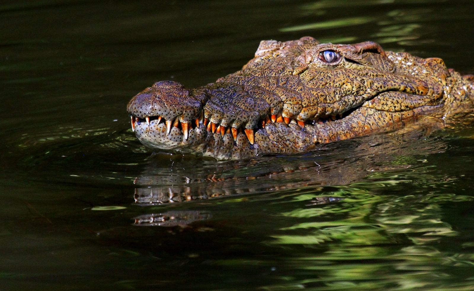 Water safety | SCAS Youth